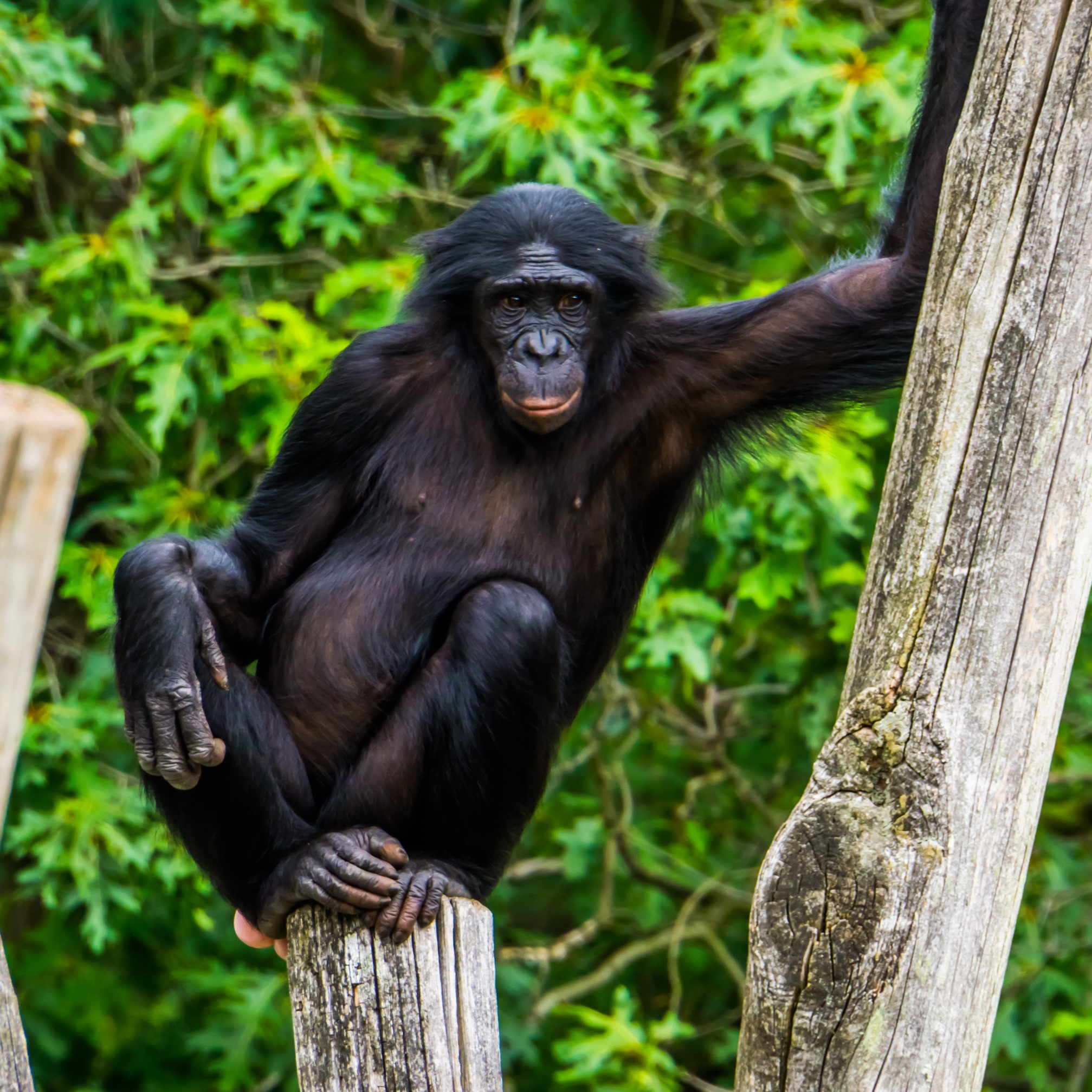 Serious monkey business: chimpanzee heart check via digital camera ...
